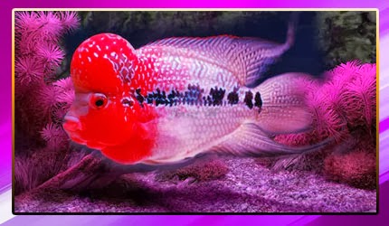 Super red dragon | Louhan Specialist