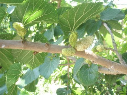 Dream it, Plan it, and Do it!: My Life in Azerbaijan - The Azeri Locals