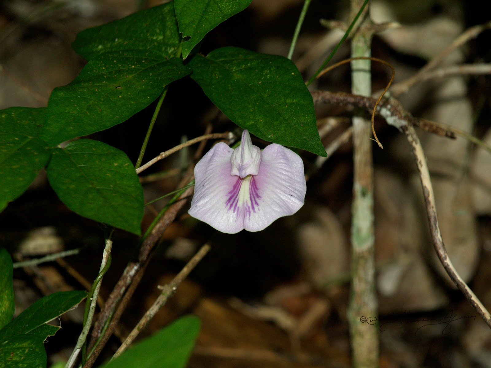 Flora de Puerto Rico Ilustrada Papo Vives: FABOIDEAE Centrosema ...