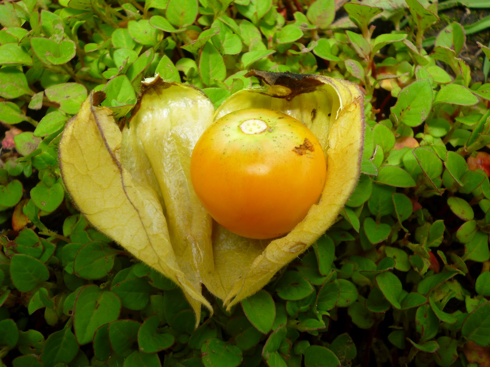 EL UCHUVAL: LA UCHUVA: UNA FRUTA CON PROPIEDADES TERAPEÚTICAS