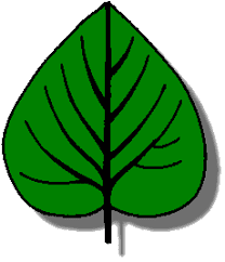 Hoja Cordada (cordata) - Botánica integra