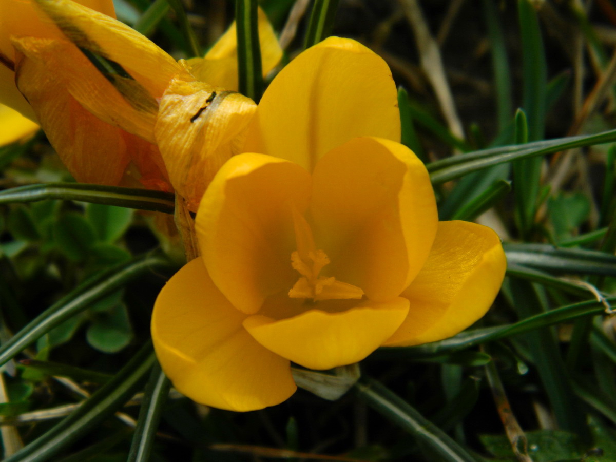 LA MULTI ANI, ROMANIA!: Branduse galbene