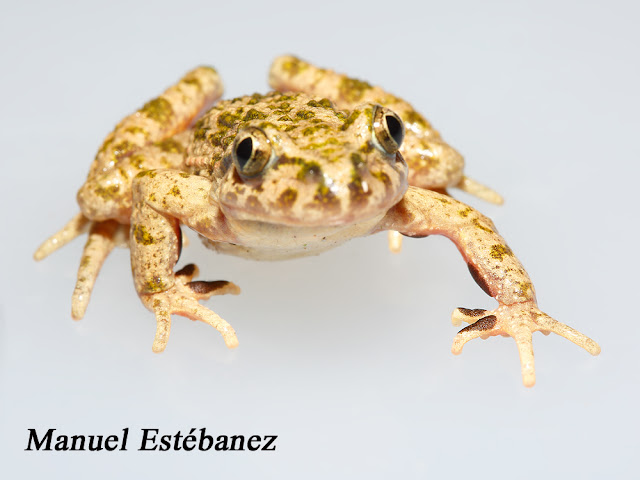 Miradas Cantábricas: Sapillo moteado común (Pelodytes punctatus), macho