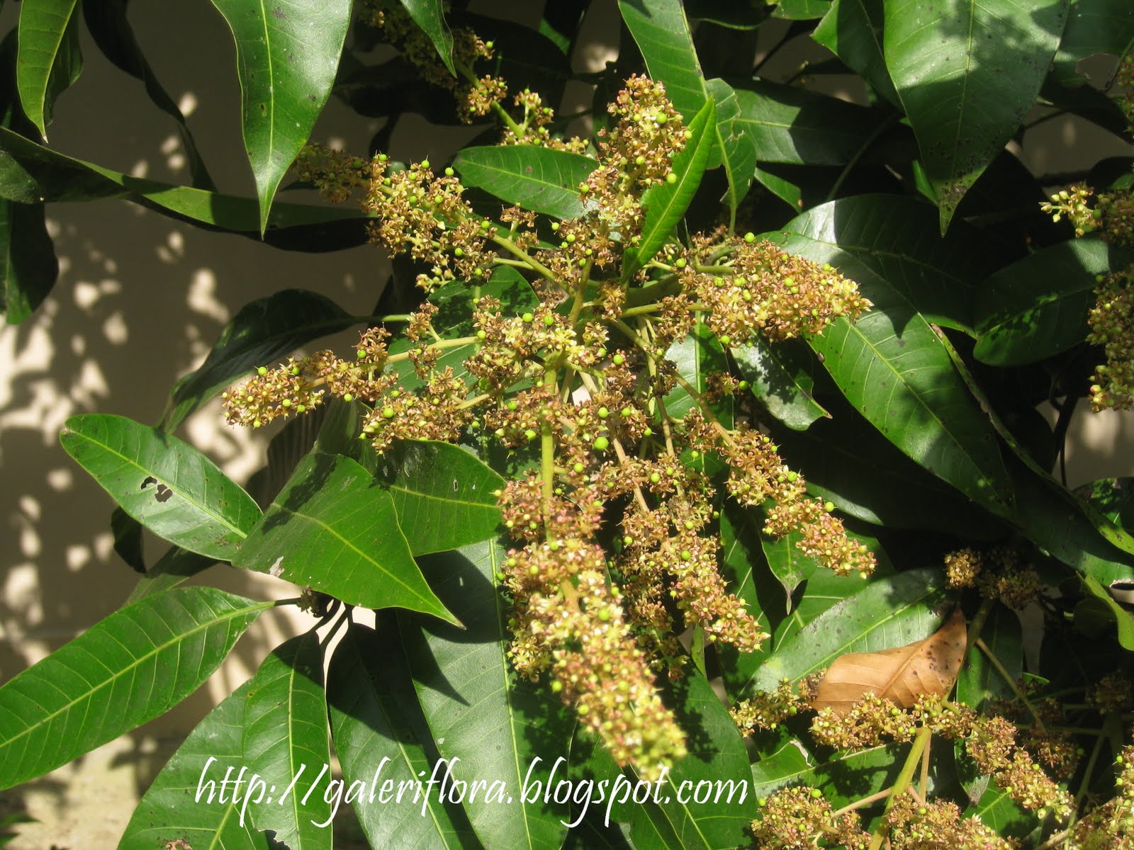 Galeri flora: Mangga Telur ( Mangifera sp. )