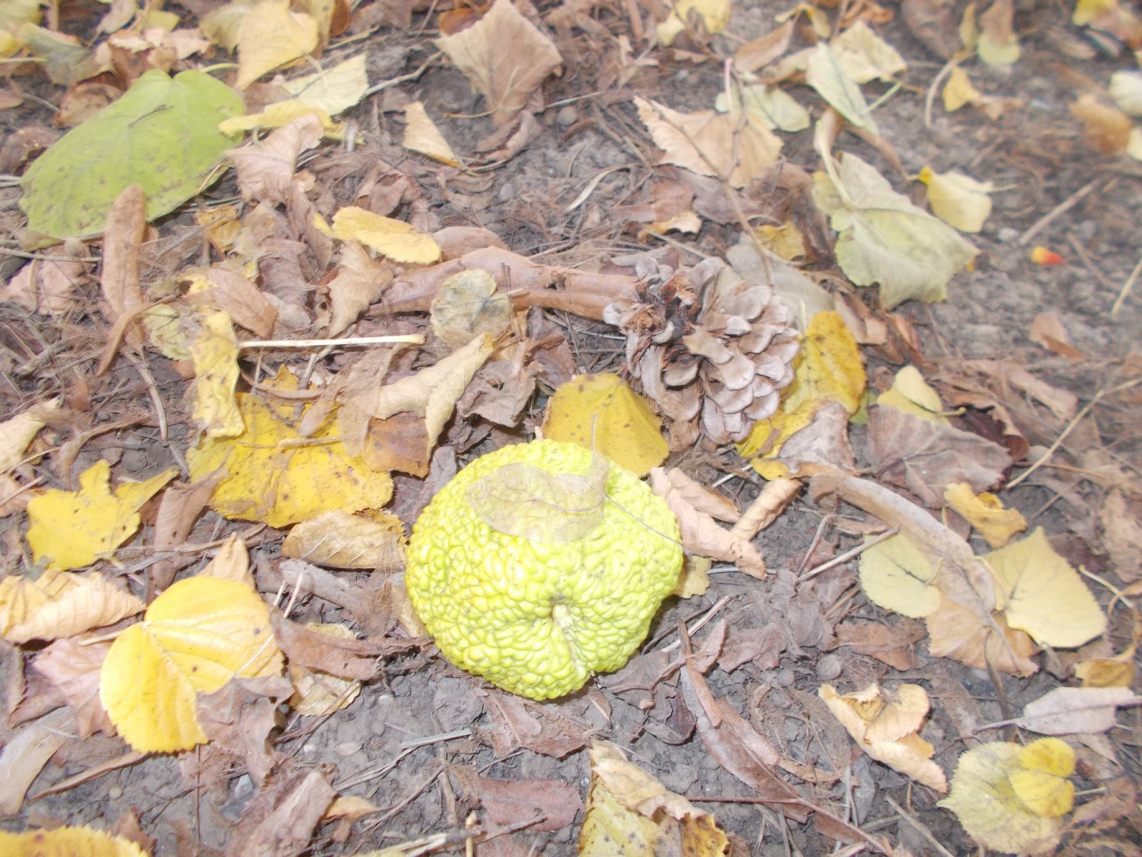 Legendele florilor: Maclura pomifera - legenda unui portocal fals