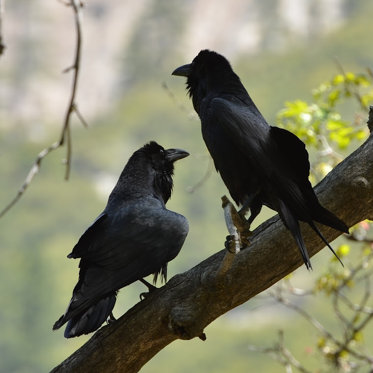 CZPOHÁDKA: Povídala vrána vráně
