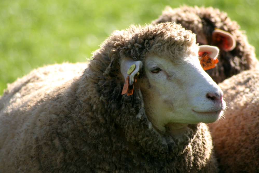 OVINOS ILE-DE-FRANCE: março 2012