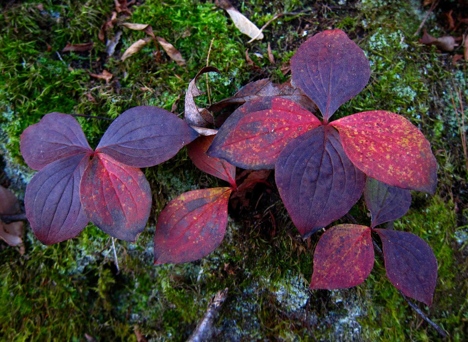Saratoga woods and waterways: Late Fall on the Fen