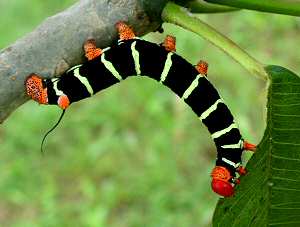 La grande section de st Esprit B