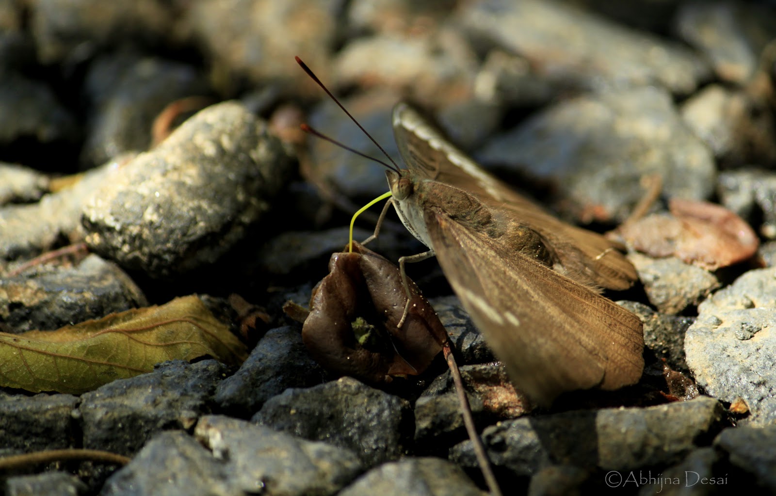 Winged jewels: Butterflies feeding on tree sap
