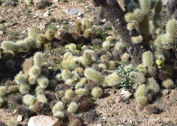 Keeping Things Simple...: Desert hike and the jumping cactus