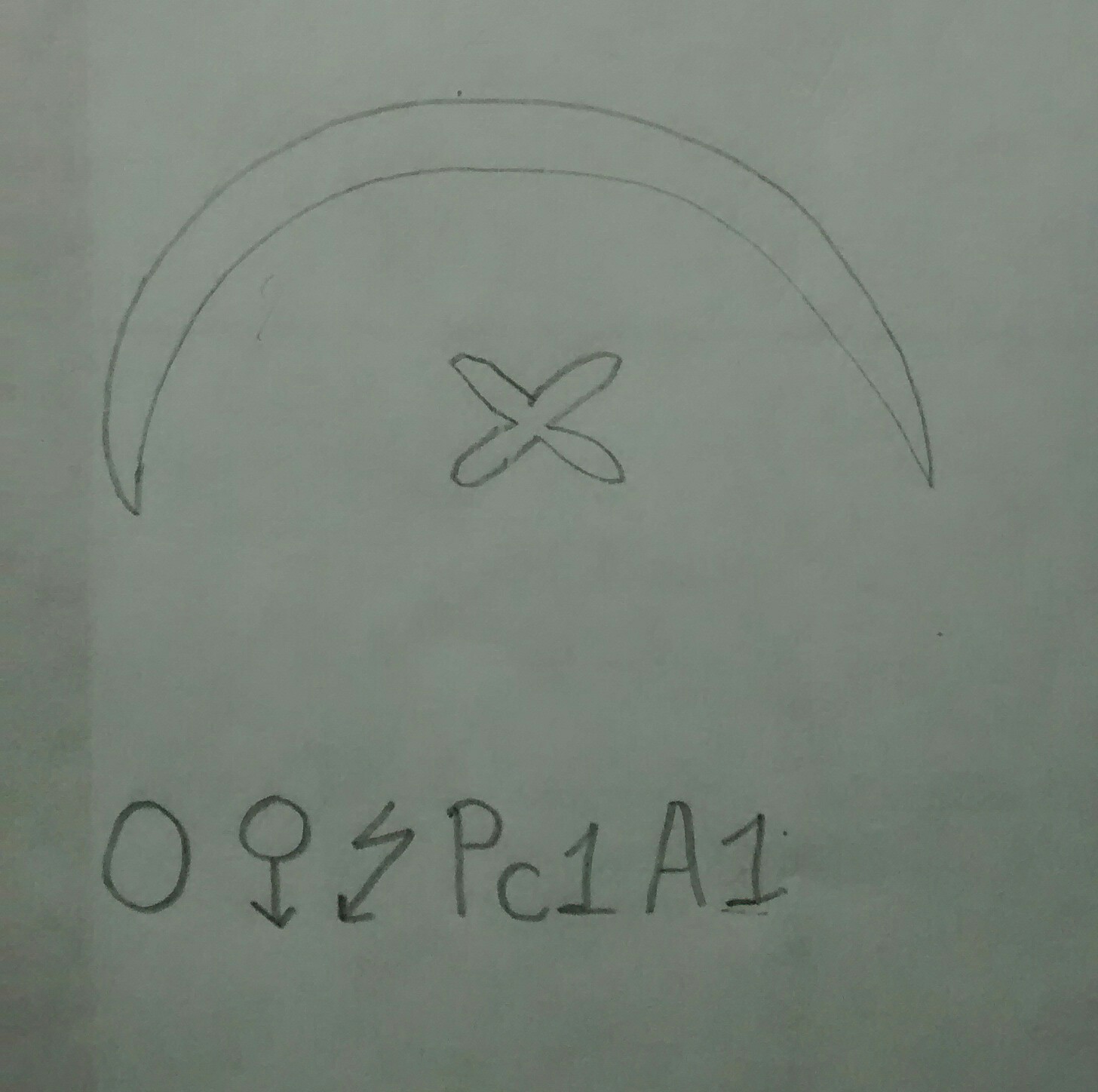 Botánica de las plantas vasculares : ESTRUCTURAS DE LA FLOR