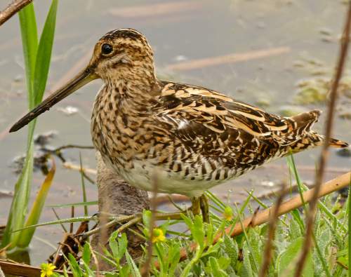 Common snipe photos | Birds of India | Bird World