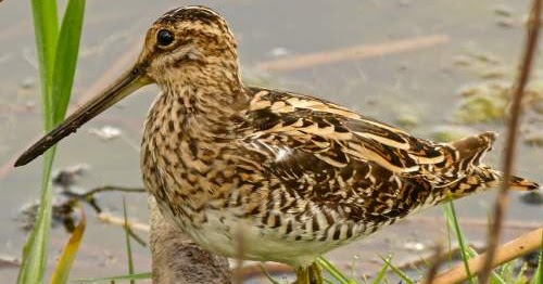 Common snipe photos | Birds of India | Bird World