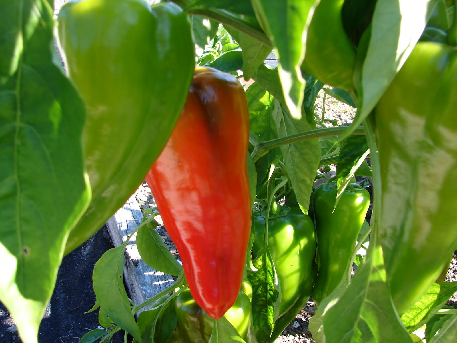 One Love Farm: Carmen Peppers