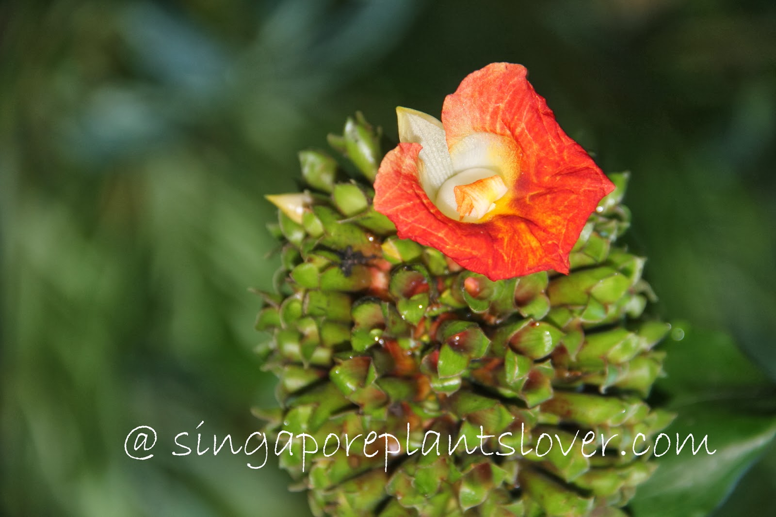 Singapore Plants Lover: Ginger Garden at. Singapore Botanical Garden﻿