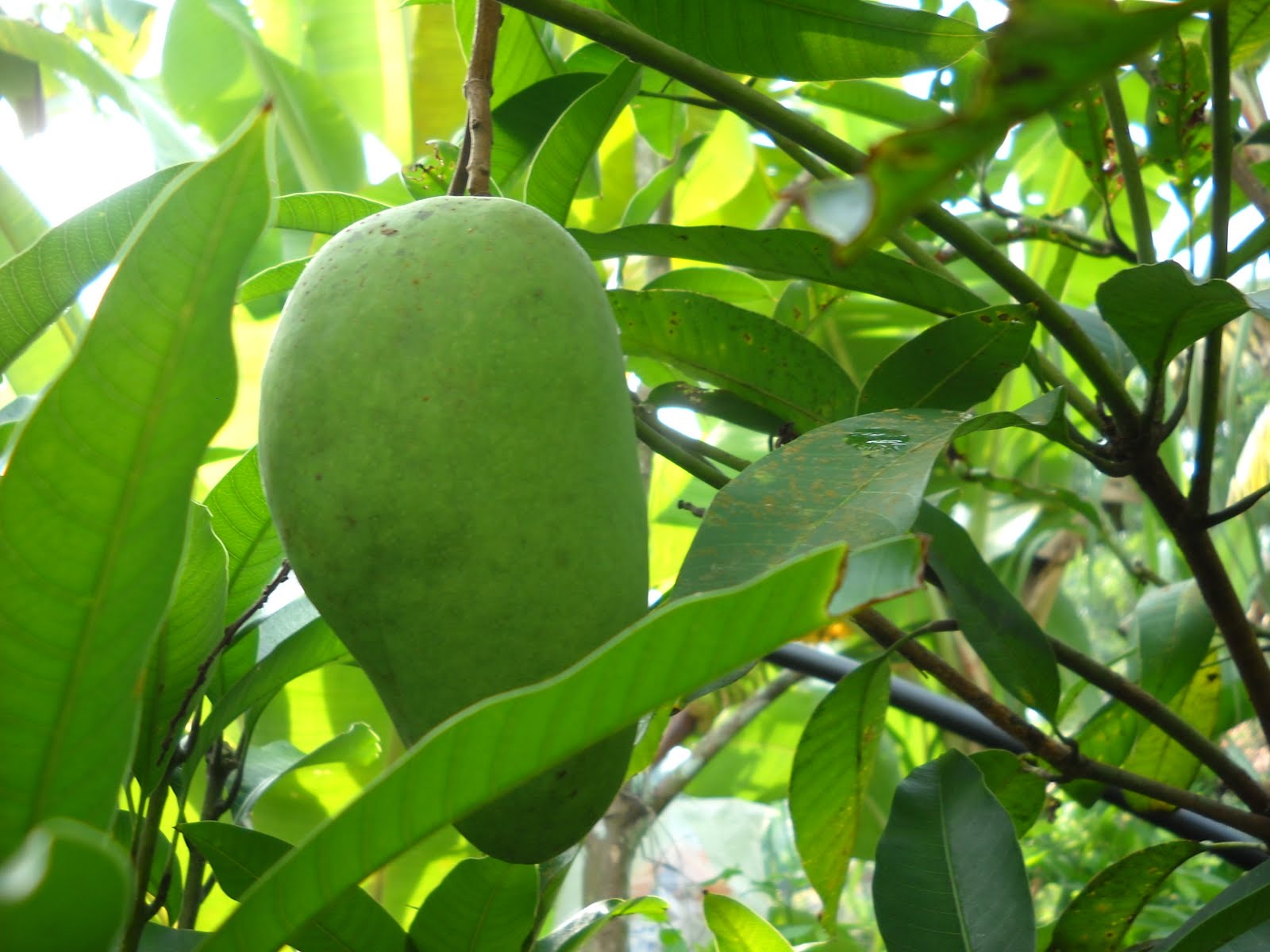 KENALI POKOK SAYANGI POKOK: MEMPELAM CHOCKANAN