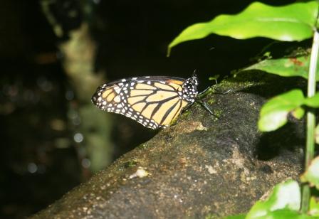 Two Bears Farm and the Three Cubs: Museum of Natural Science - Raleigh, NC