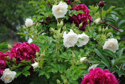 Rosa rugosa ‚Ritausma'