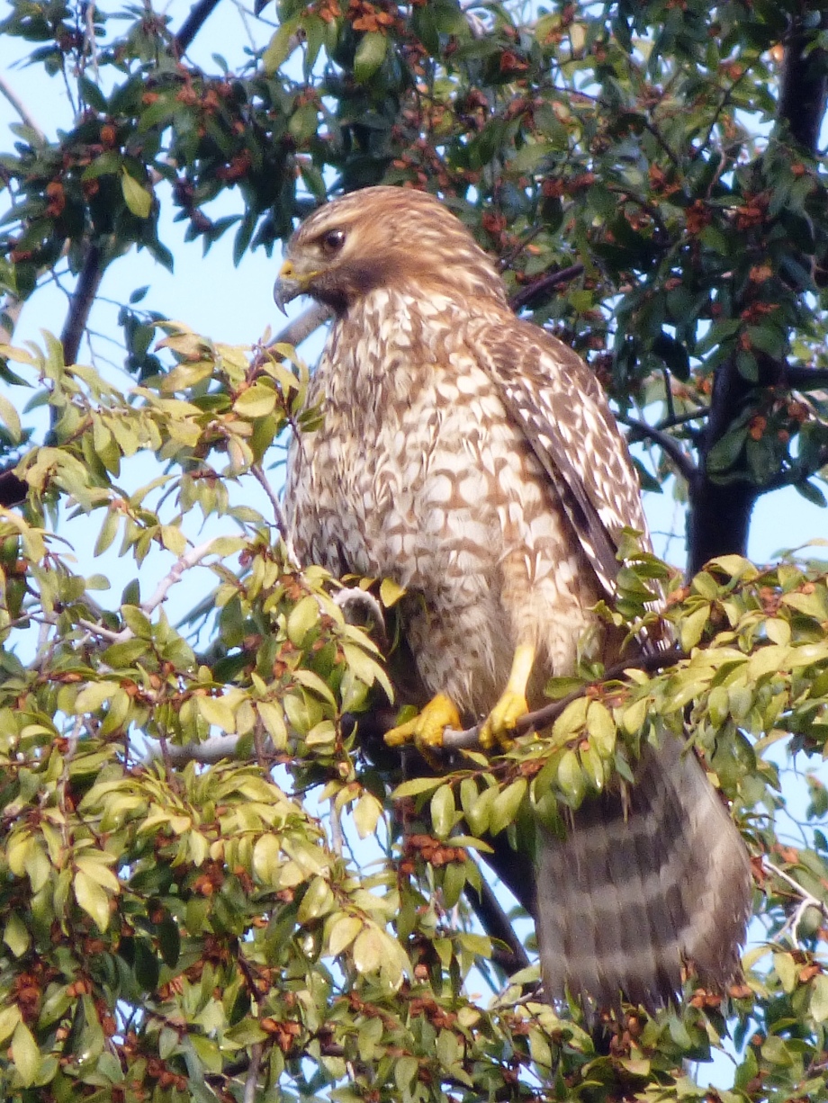 Geotripper's California Birds: Juvenile Red-shouldered Hawk on the ...