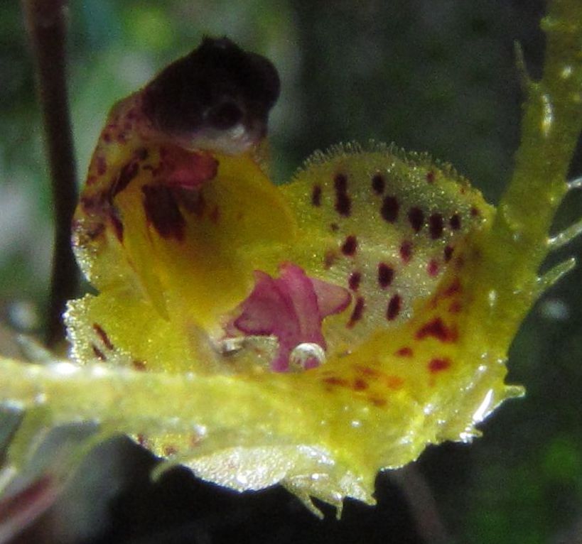 Pleurothallidinae: La résupination chez les orchidées