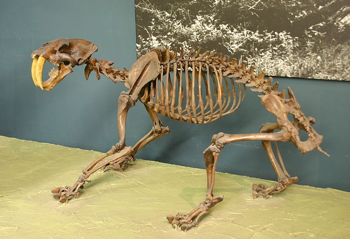 bensozia: Smilodon, the Saber-Toothed Wrestler