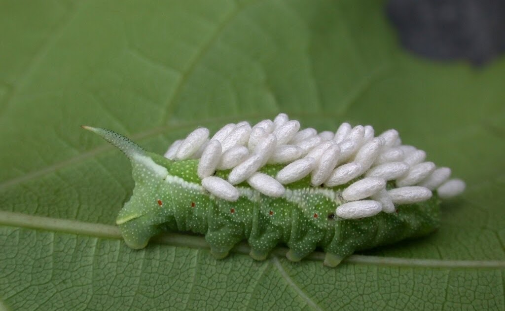 The Phytophactor: Blood Hound Wasps