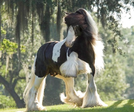 Poze Cai Horses Wallpapers: Poze Cai de rasa horses -6