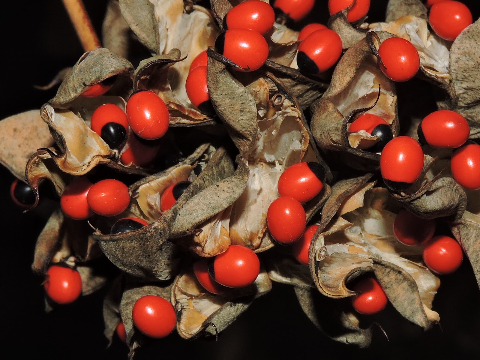 Fabaceae - Leguminosae no Brasil: Fabaceae - Abrus precatorius L ...