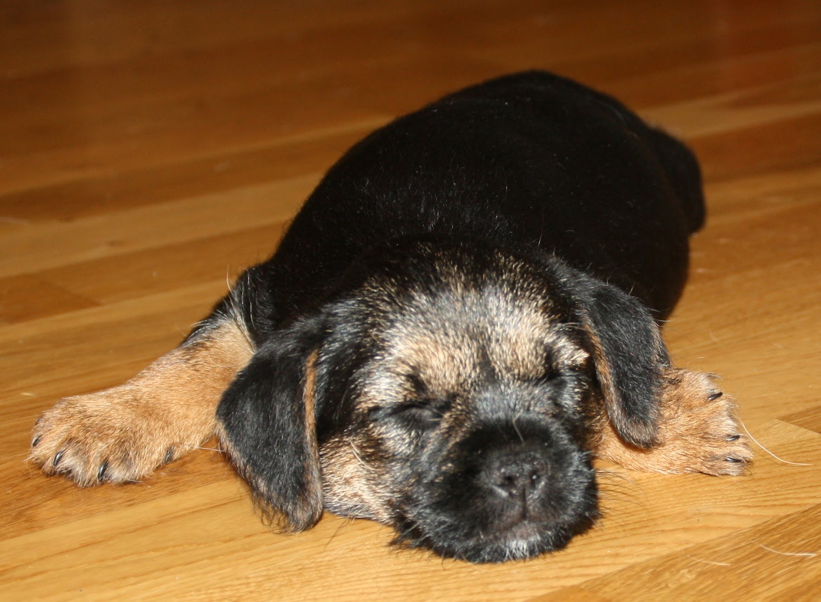 TOJTAS KENNEL: BORDER TERRIER VALPAR 7 VECKOR
