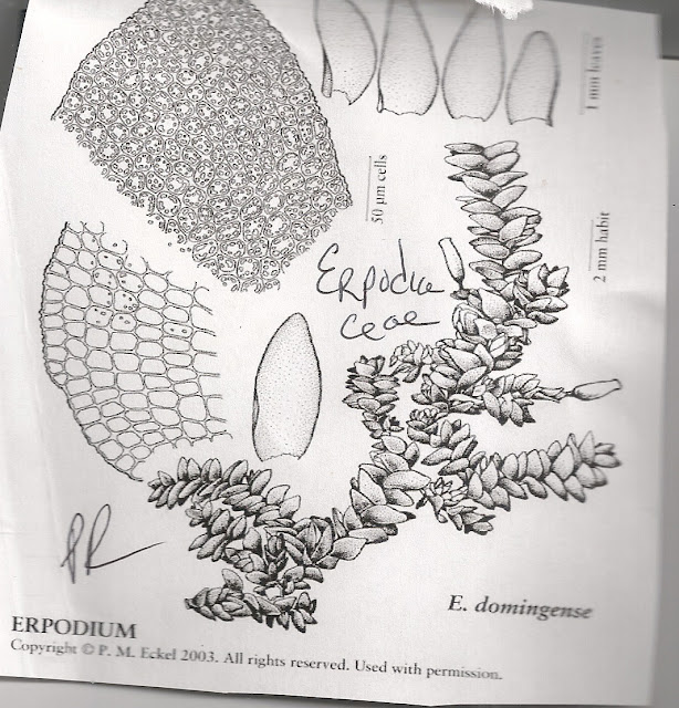 Flora de Puerto Rico Ilustrada Papo Vives: MUSGO ERPODIACEAE ERPODIUM ...