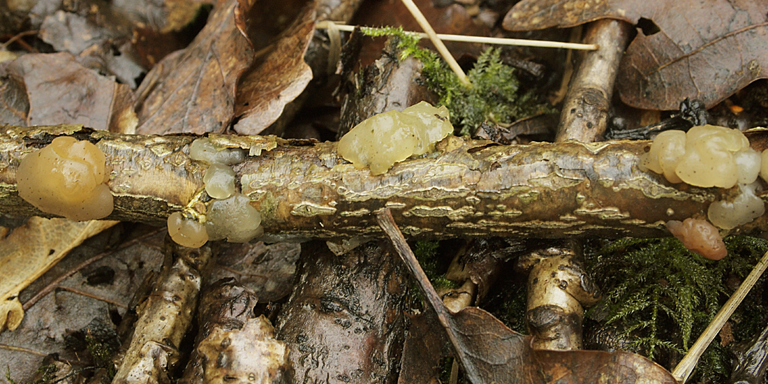 Calderdale Fungi - Halifax Scientific Society - Mycology Section: Birch ...