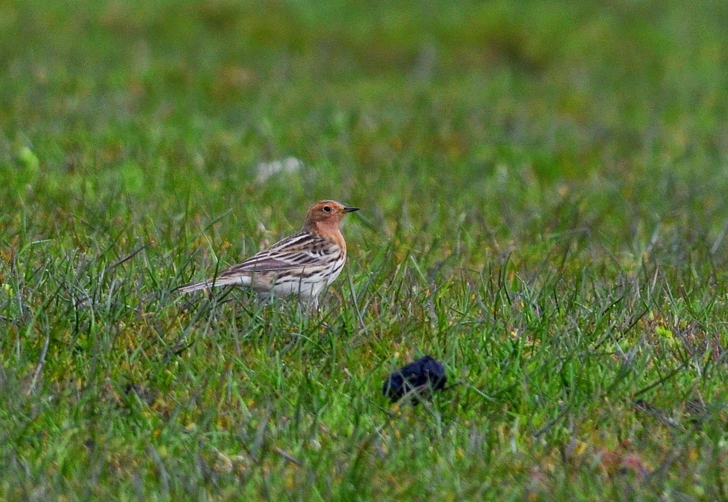 The Early Birder: Red-throated Pipit