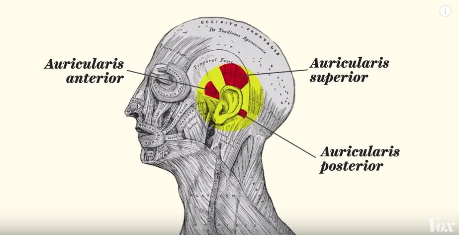 Biologia-Vida: Proof of Evolution That You Can Find on Your Body