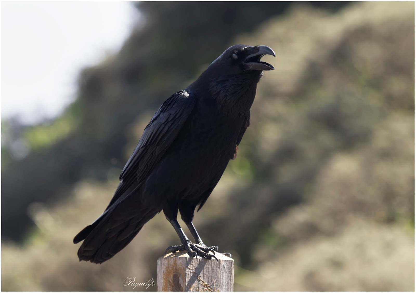 Paqui.blog de naturaleza: CUERVO.