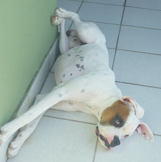 Juliana PATE: RECEITA CASEIRA PARA MATAR RATOS