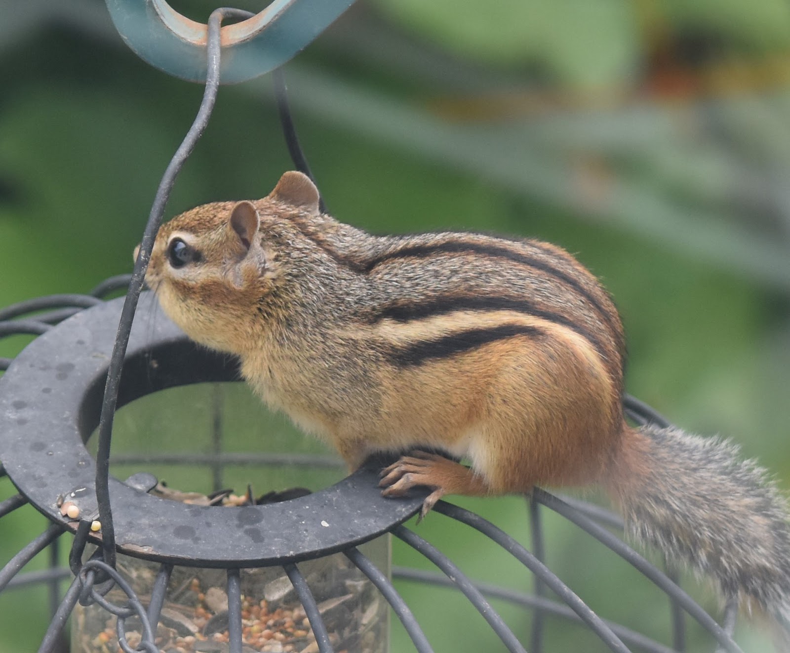nature tales and camera trails: the pattern on a Chipmunks back for ...