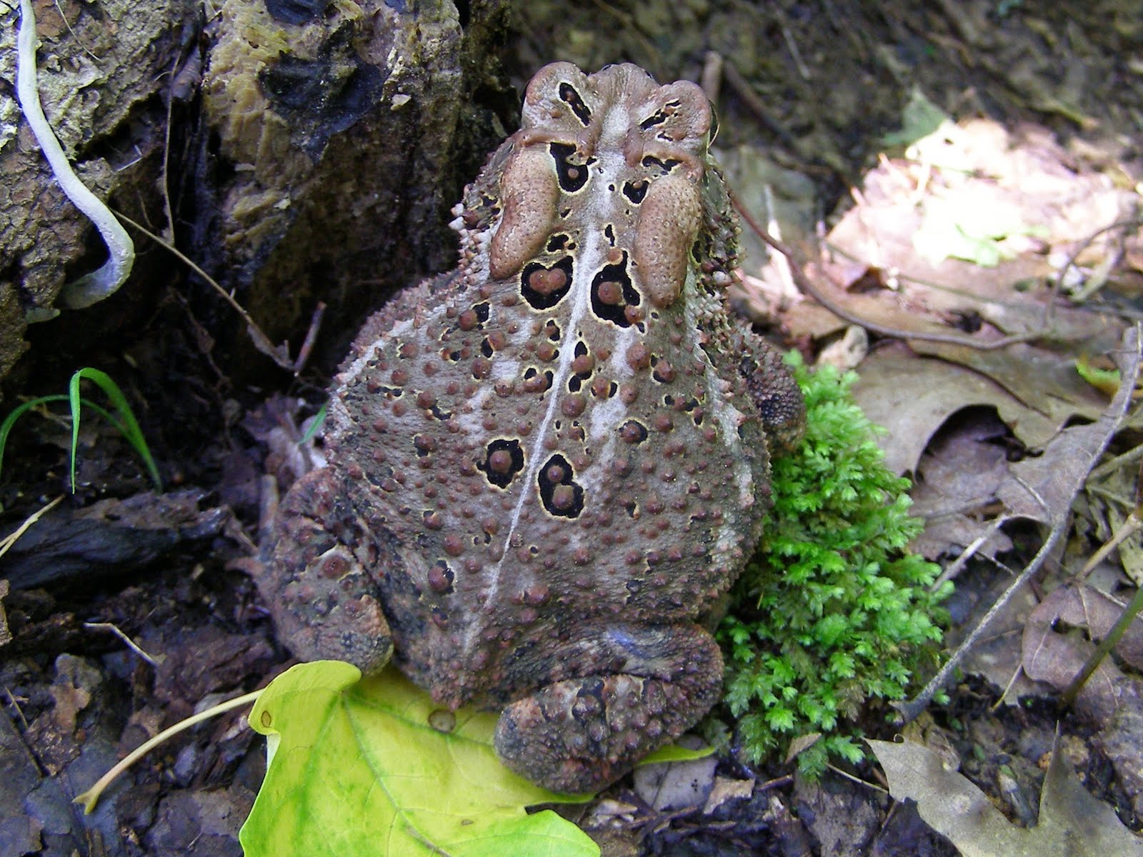 Blue Jay Barrens: American Toad