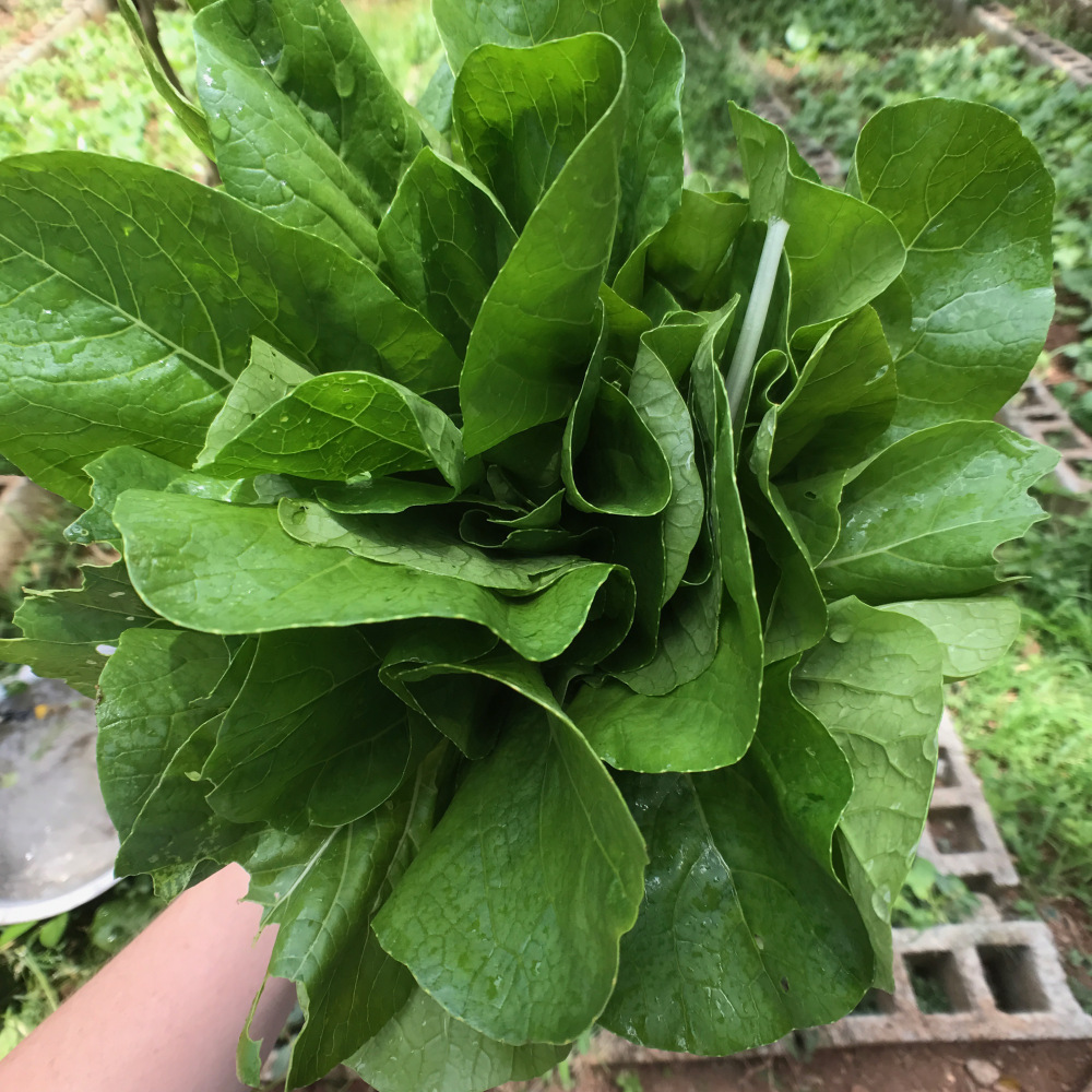 petchay - philippin news collections