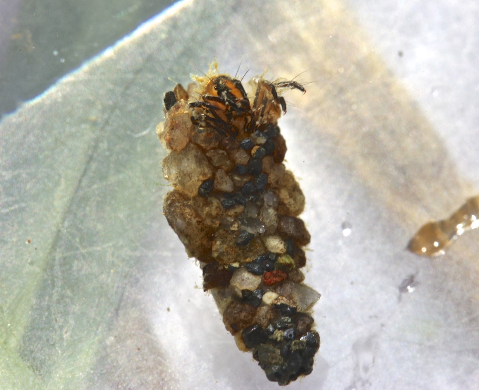 Aquatic Insects of Central Virginia: EPT Species List for Central ...