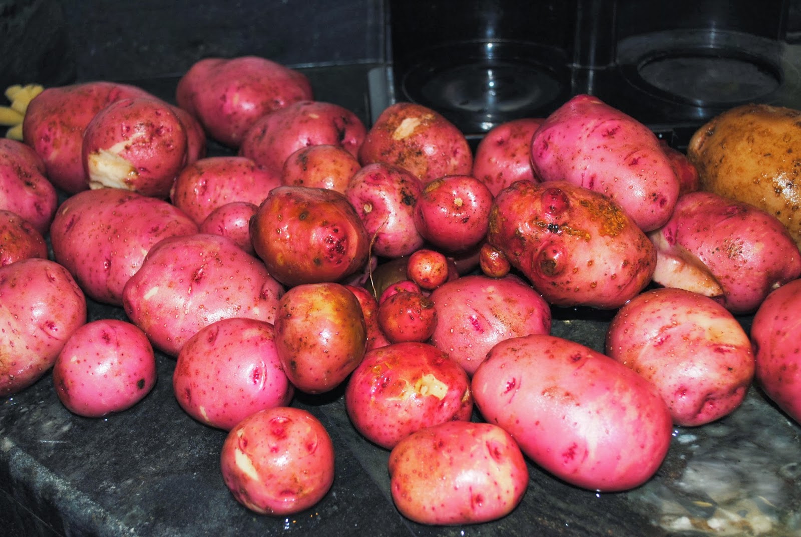 What a difference a rain makes.: Accidental Potatoes