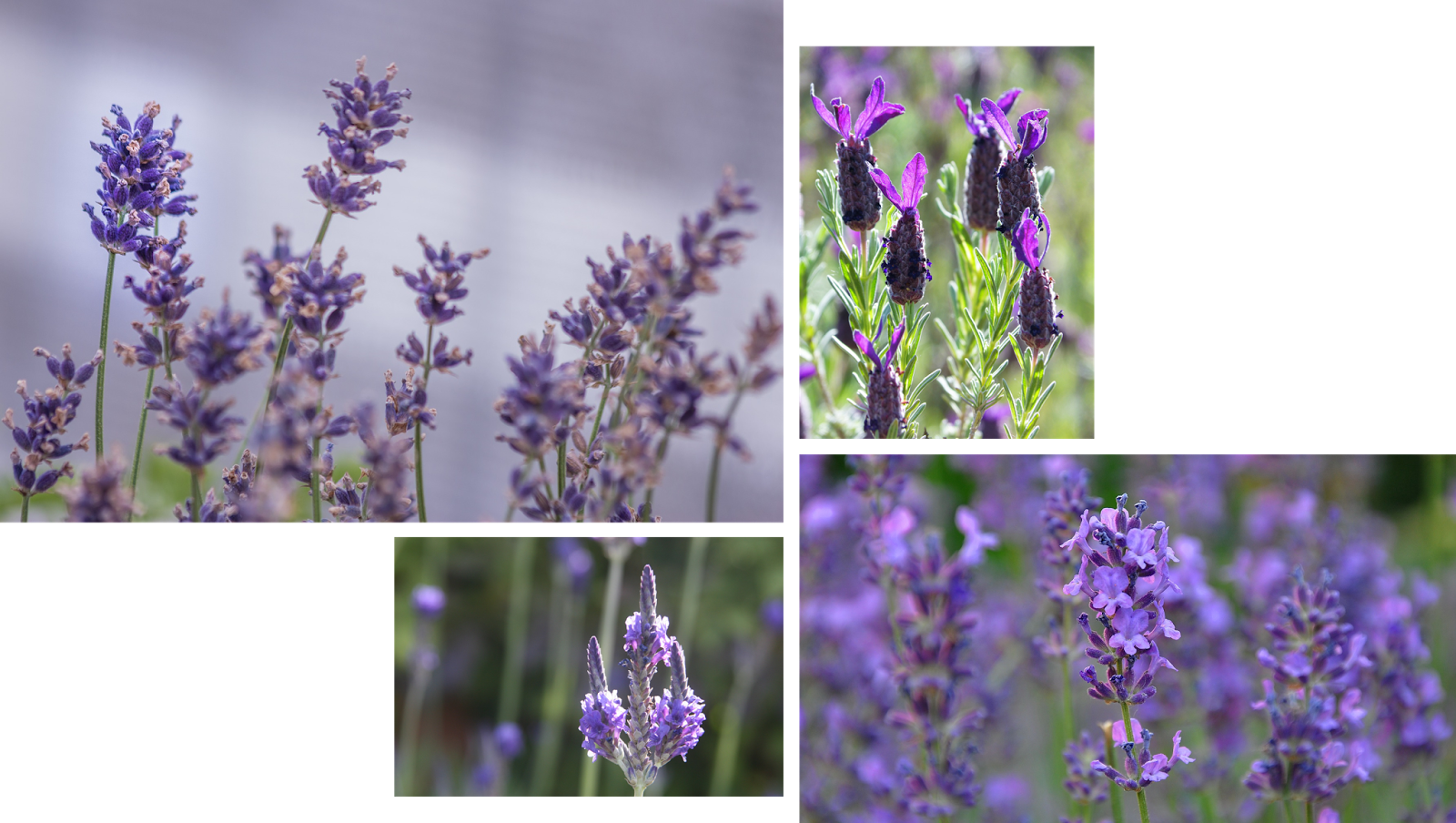 Lavanda (Lavandula spp.)