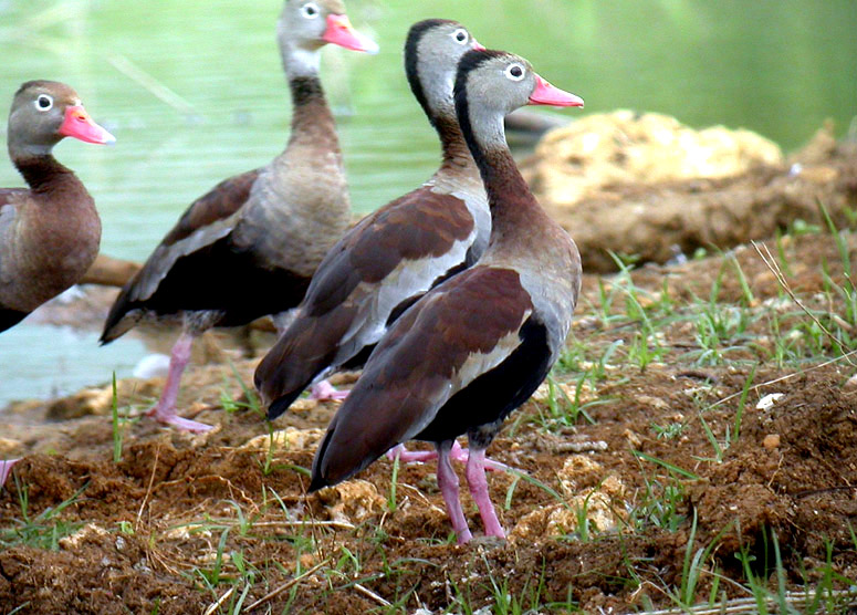 Bellas Aves de El Salvador: Dendrocygna autumnalis (pichiche o pishishe ...