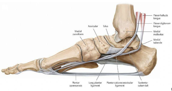 Catalyst: A Runner’s Guide to “Foot Core” Stabilization: Training the ...