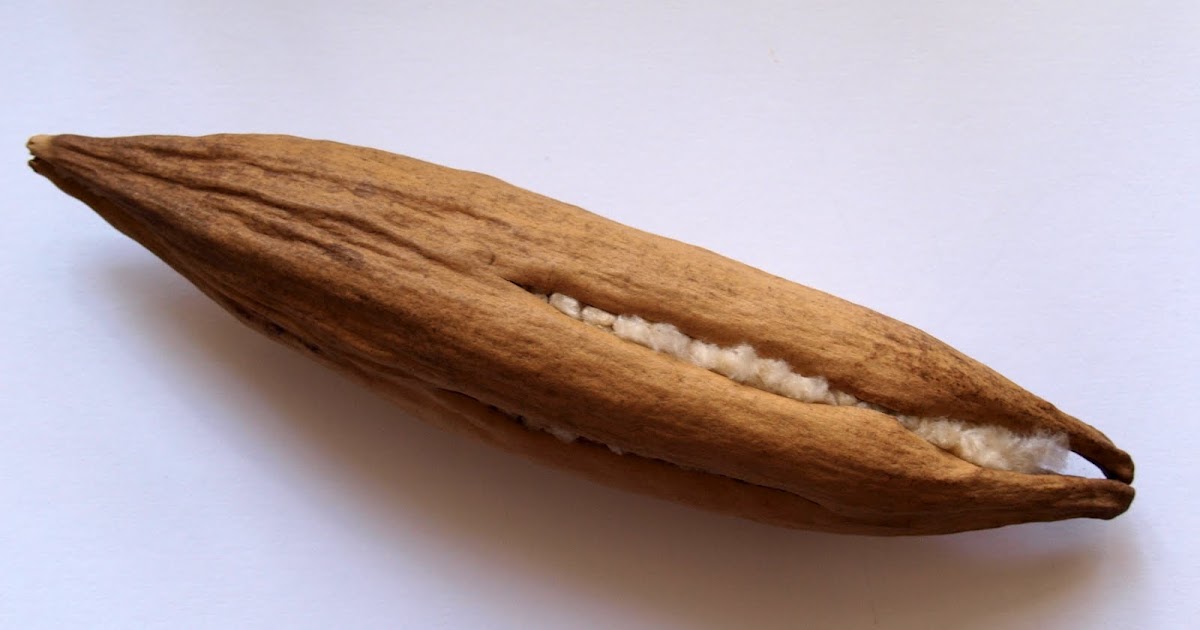'ZIEN EN WETEN': KAPOK.