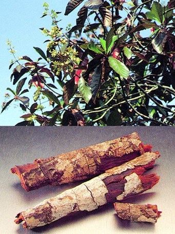 Polychrest Remedies ~ Homeopathy ID