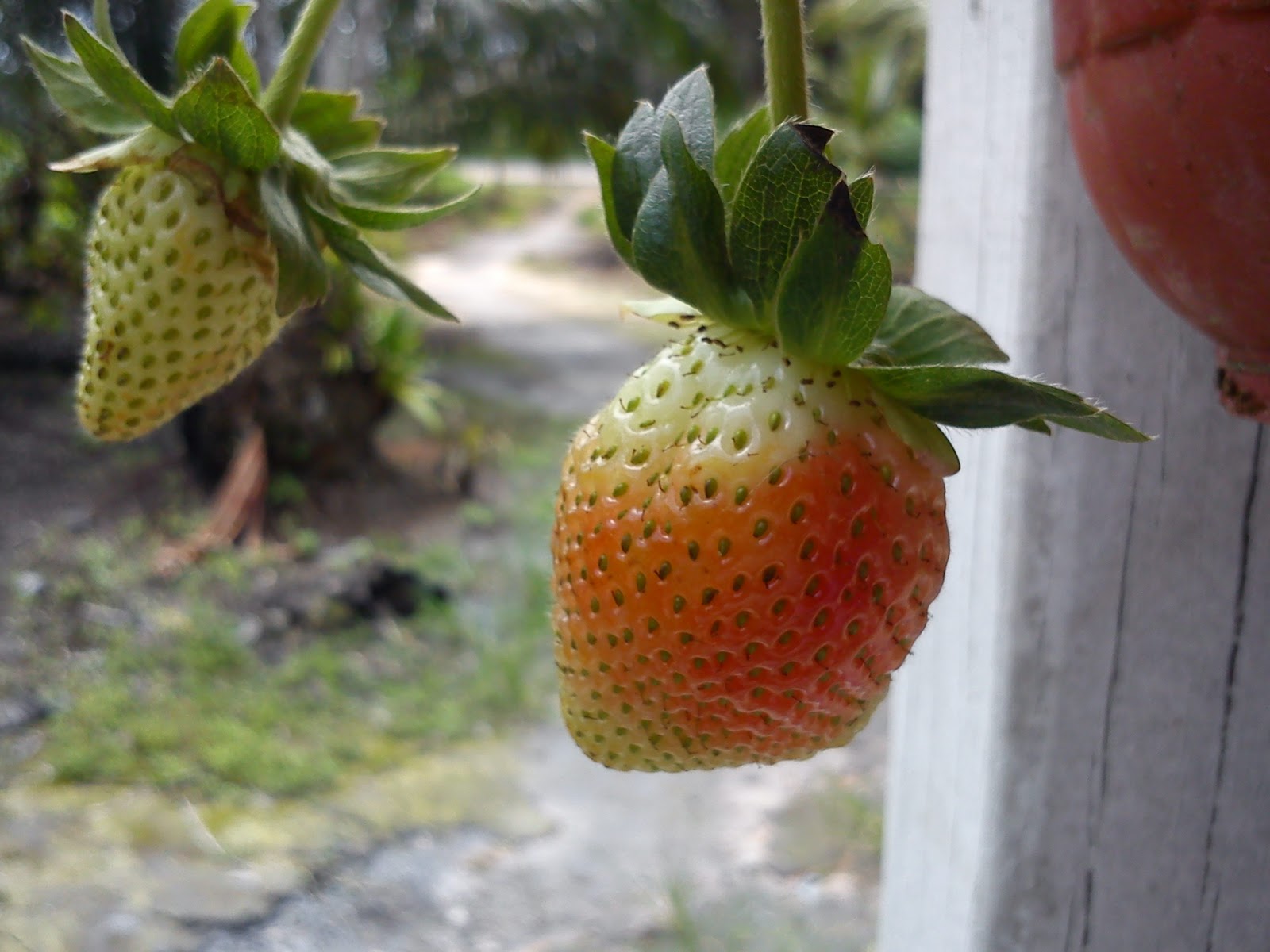 Info Tanaman Exotic: Tanaman Strawberry