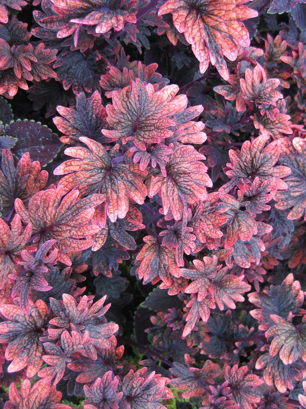 Rotary Botanical Gardens - Hort Blog: Sensational Solenostemon (Cool ...