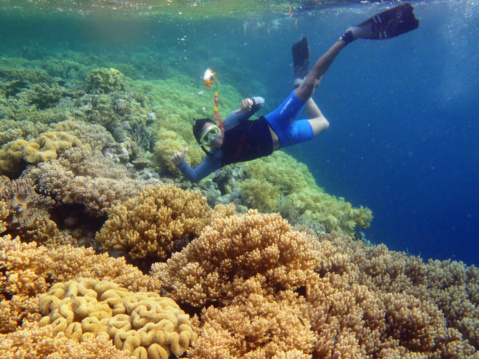 Kakaban Tour: FUN WAKATOBI TRIP (SNORKELING & DIVE TRIP)