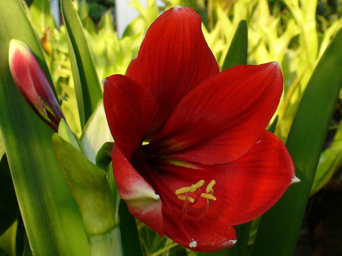 Gambarnya Aldriana: Bunga-bunga di Halaman Rumah